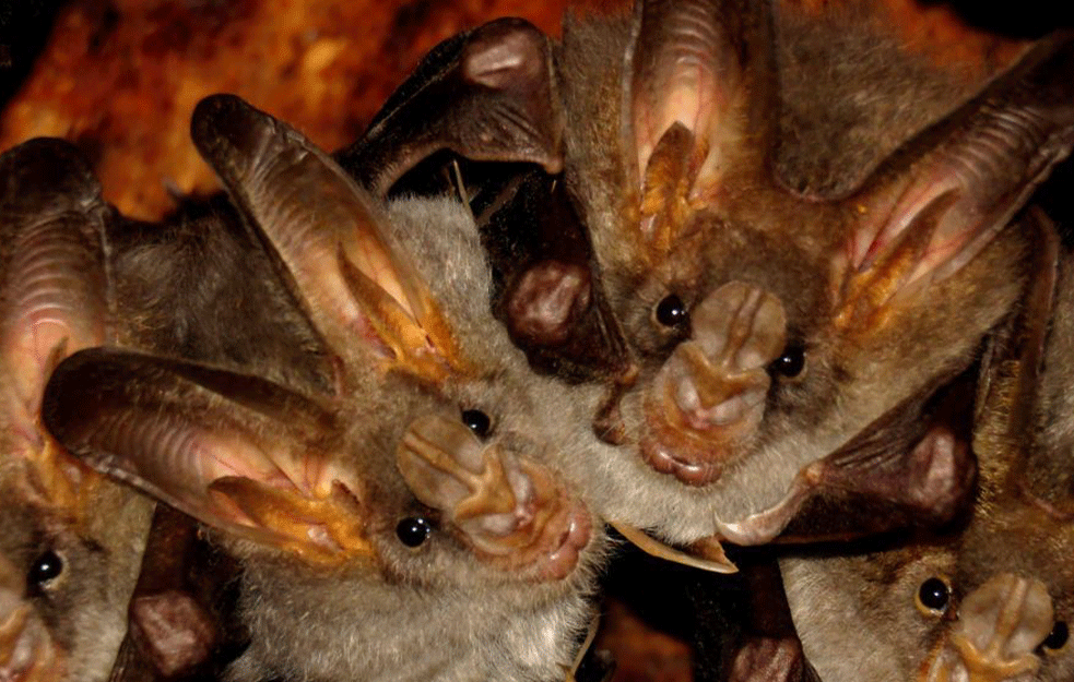 NAJEZDA SLEPIH MIŠEVA NA SRBIJU? Nema razloga za strah, pre će vas ...