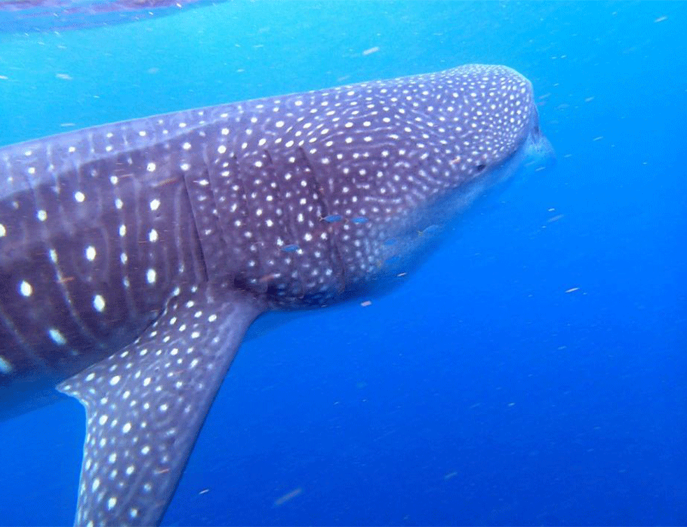 STRAHOTA! Ženu napala kit-ajkula: Ona je u ozbiljnom ali stabilnom stanju